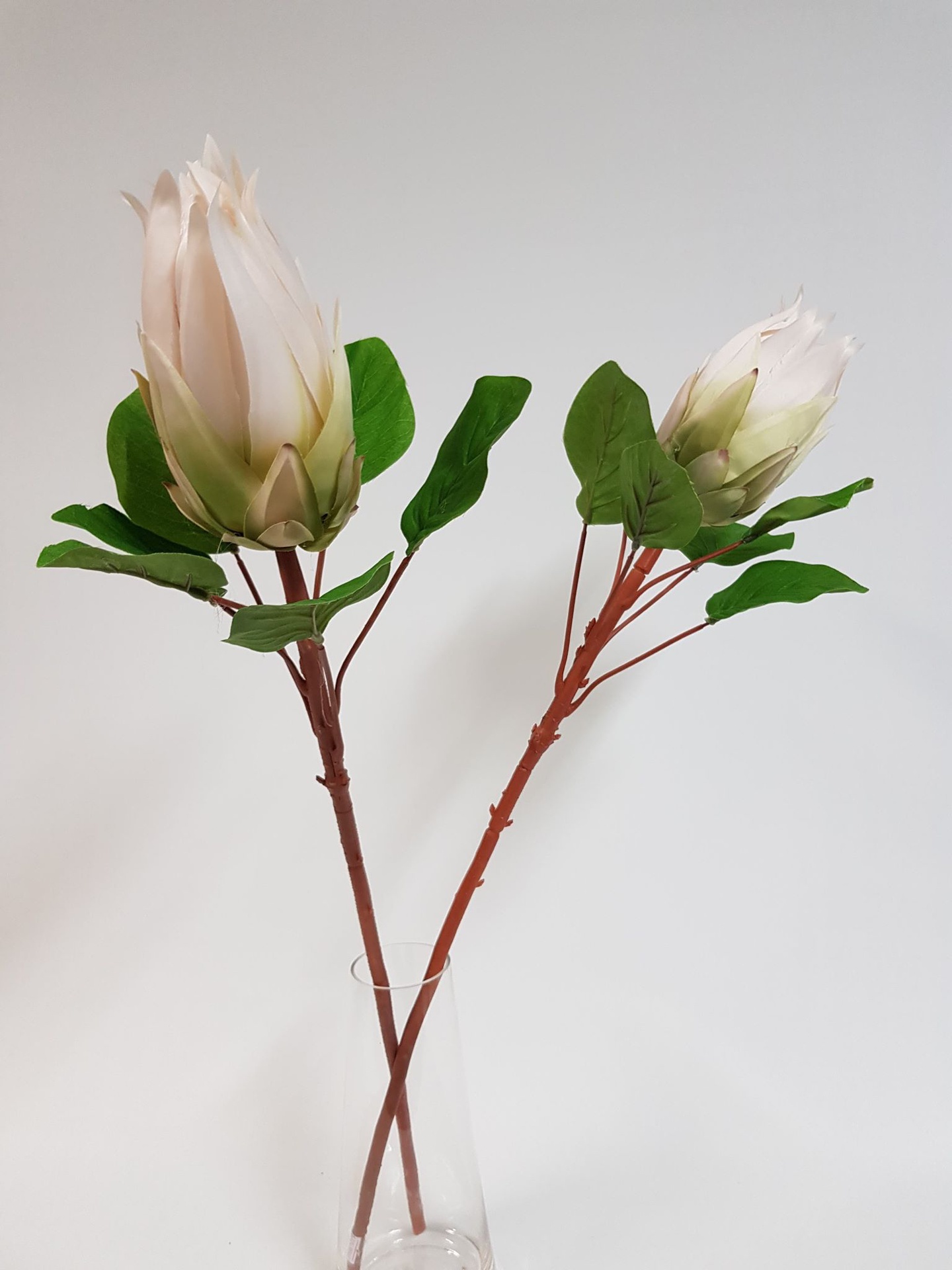Protea Stem Pale Pink - Desflora
