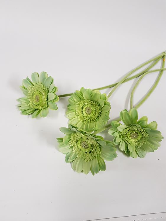 Gerbera Stem Large Green - Desflora