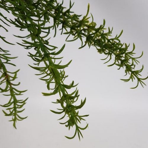 Artificial Rosemary Stem 55cm - Desflora