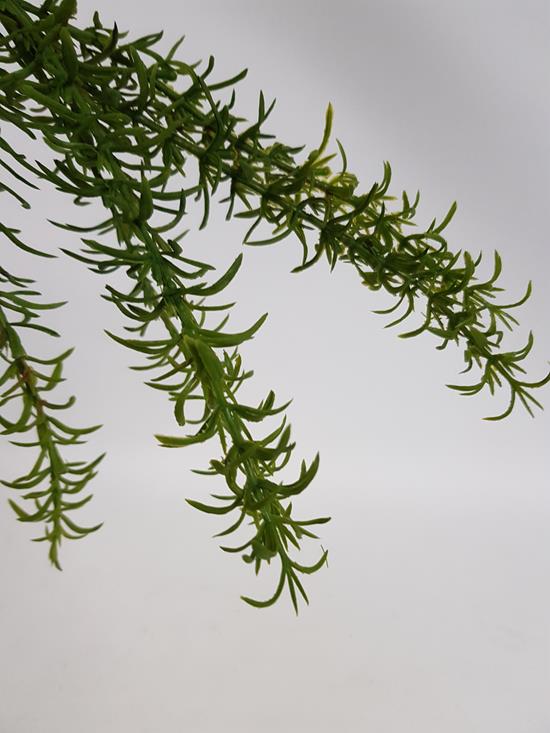 Artificial Rosemary Stem 55cm - Desflora