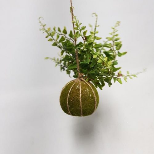 Hanging Moss Ball with fern - Desflora