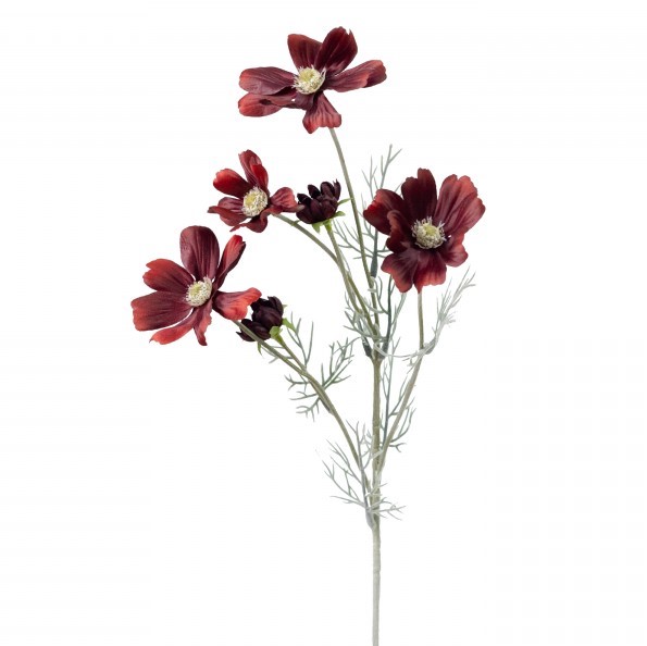 Cosmos Wild Flower burgundy 60cm - Desflora
