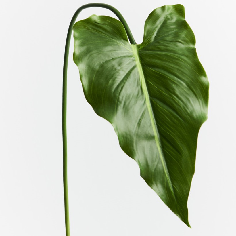 Artificial Calla Leaf 77cm - Desflora