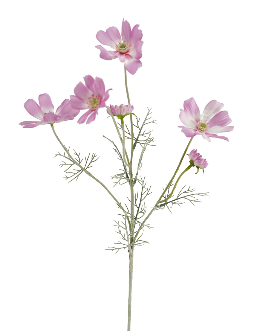 Cosmos Wild Flower Pink 60cm - Desflora