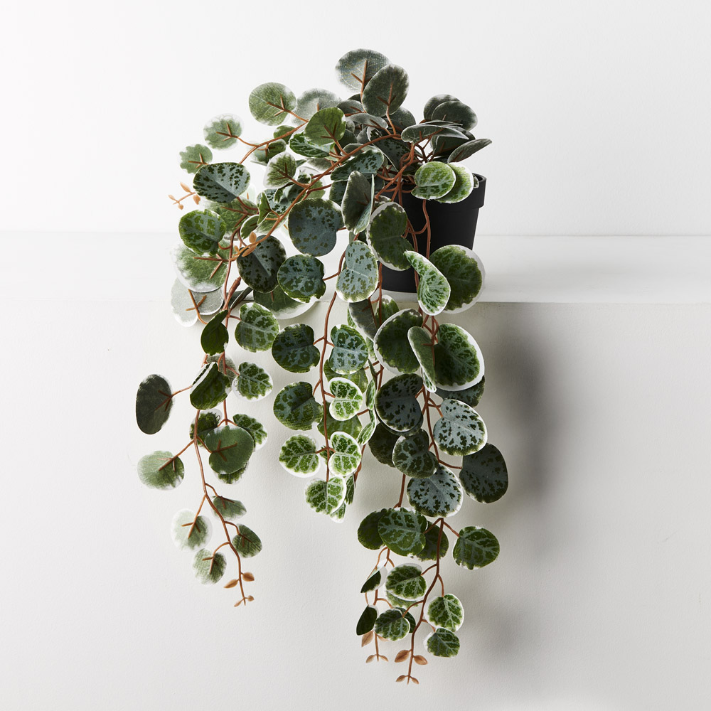 Chain of Hearts Hanging Plant 48cm - Desflora