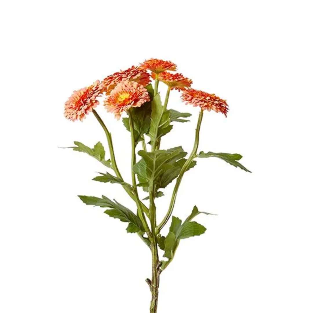 Chrysanthemum Cadence Orange 56cm - Desflora