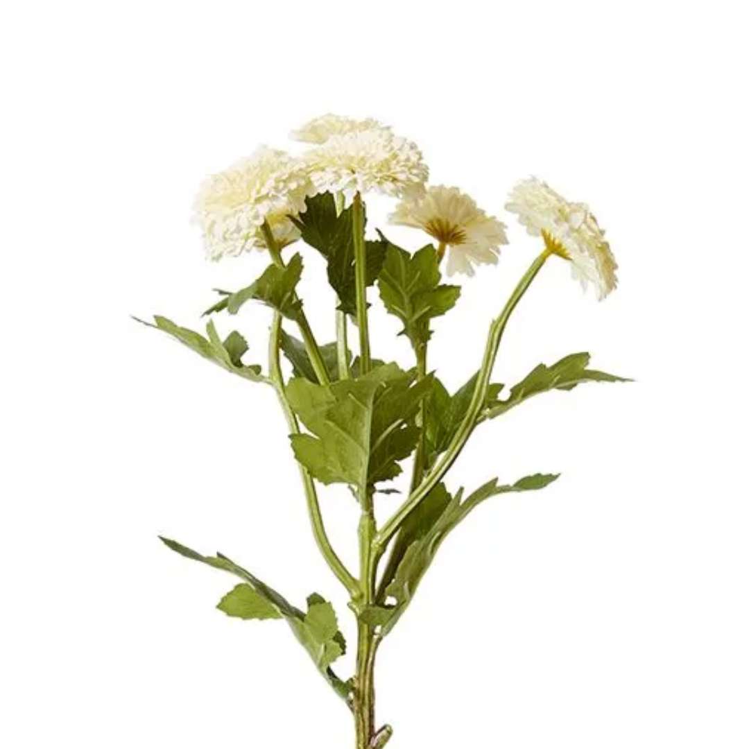 Chrysanthemum Cadence White 56cm - Desflora