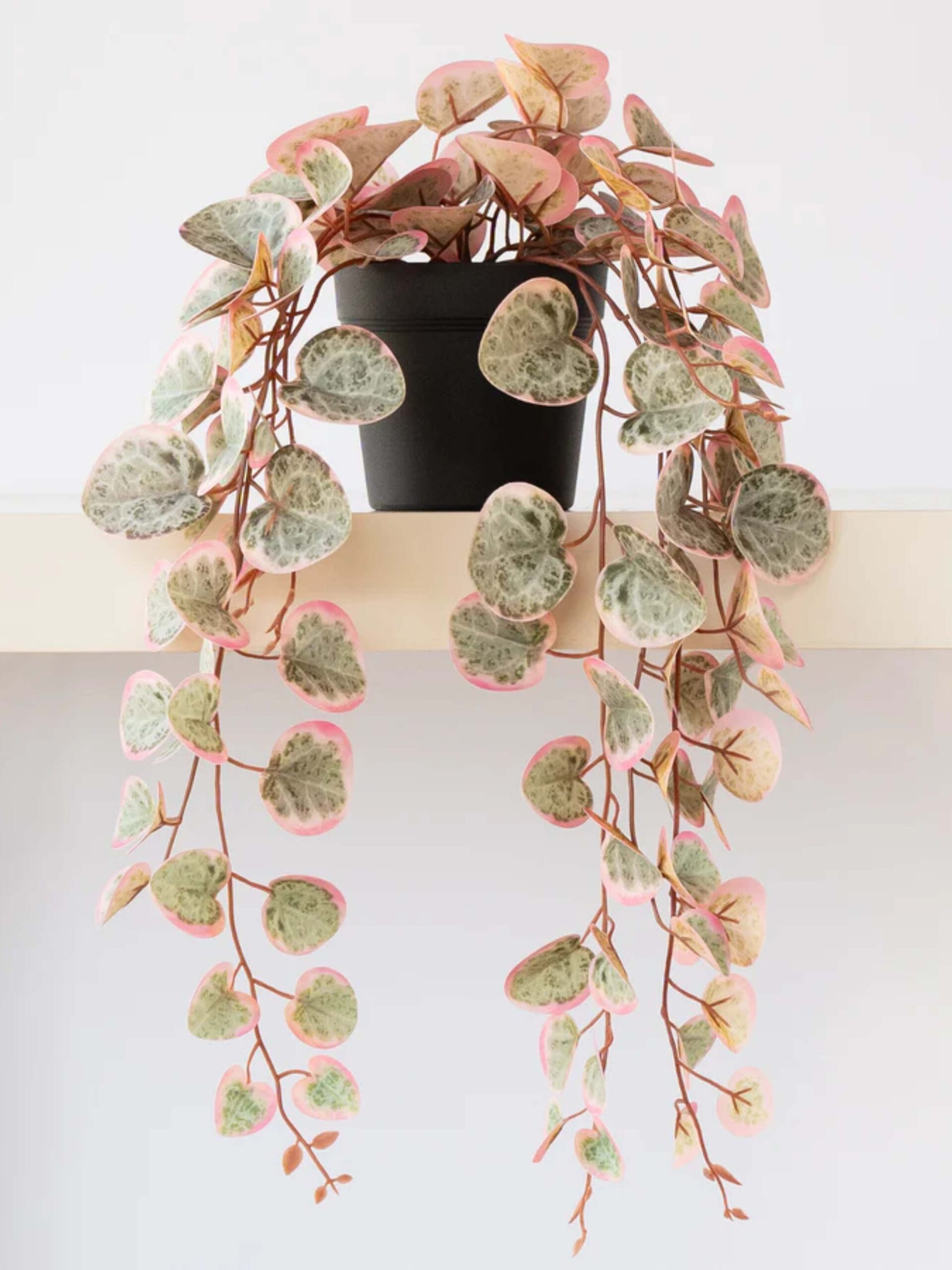 Chain of Hearts Hanging Plant Pink 42cm - Desflora