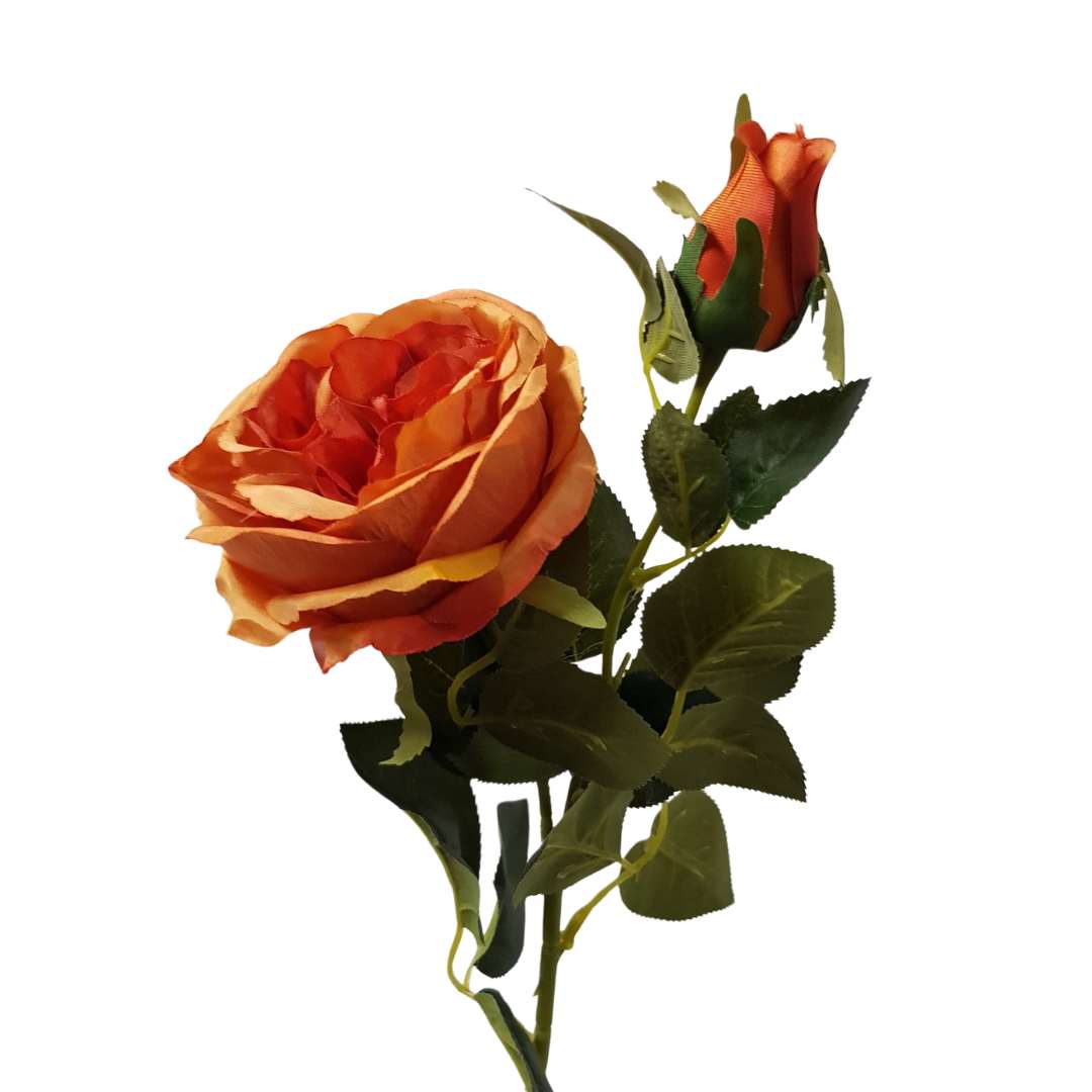 English Rose Kate Orange 67cm - Desflora