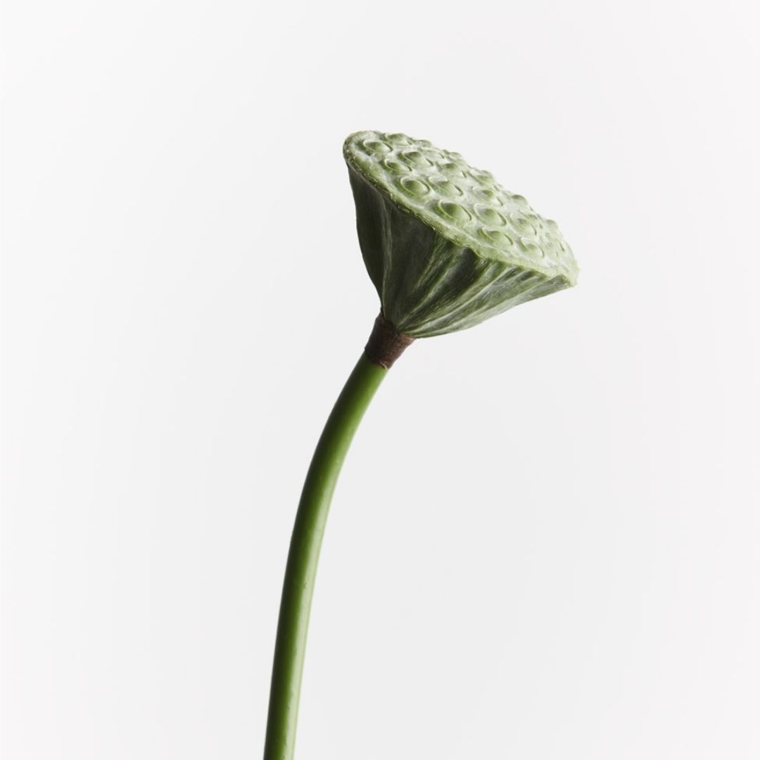 Lotus Pod 62cm - Desflora