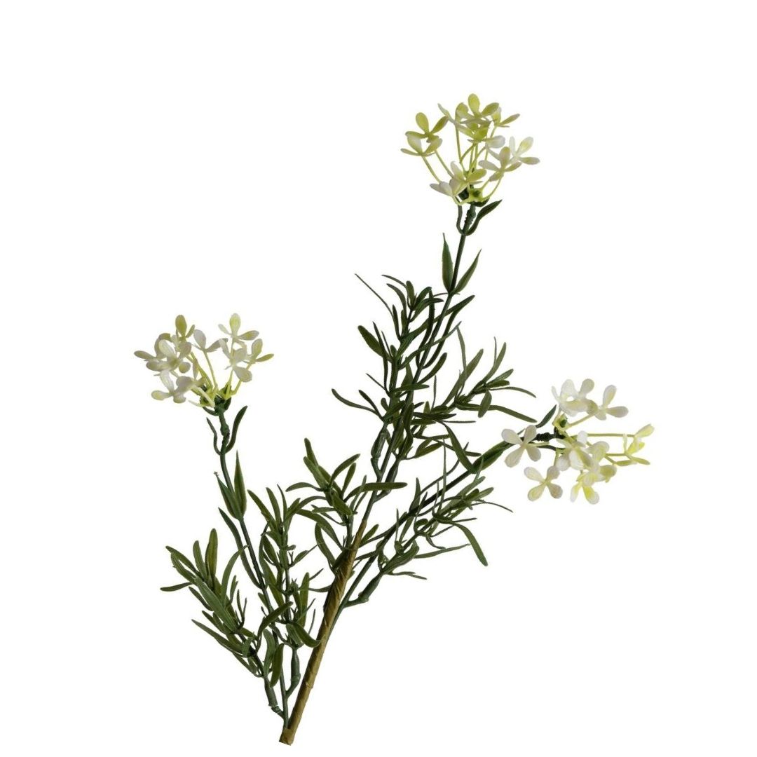 Myrtle Wax Flower Cream 67cm - Desflora