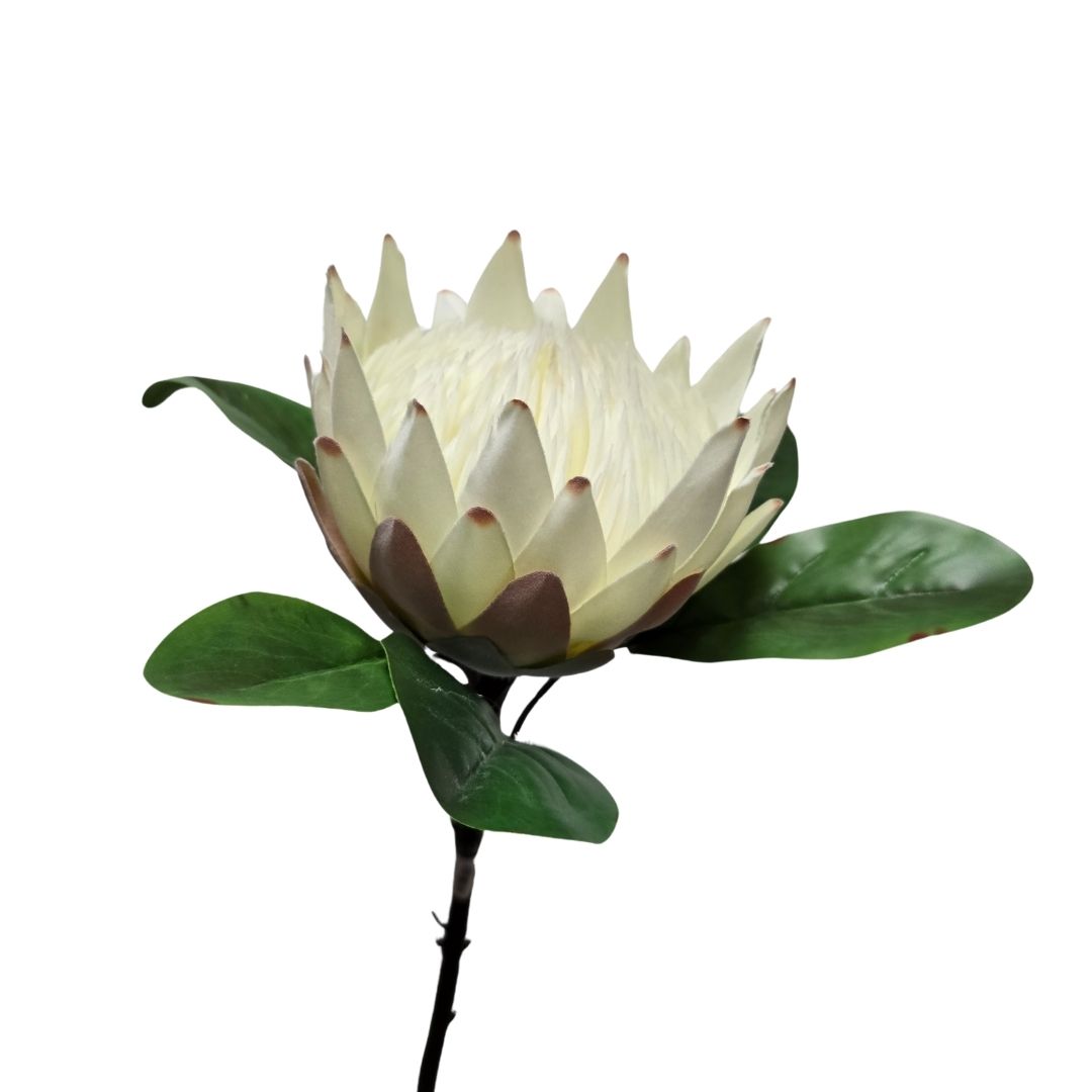 Artificial Protea Australis White 65cm - Desflora