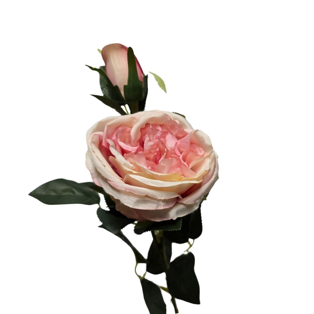 English Rose Kate Pink 67cm - Desflora