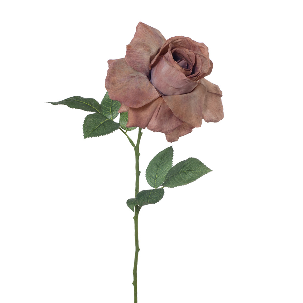 Rose Cally Mocha 66cm - Desflora