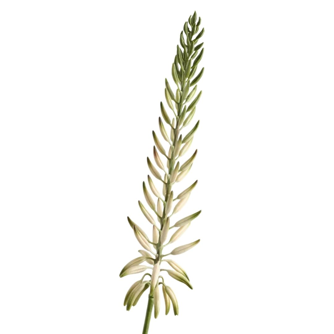 Artificial Agave Flower White Green 81cm - Desflora