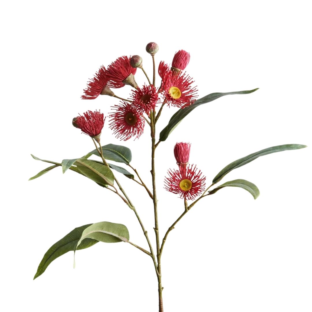 Eucalypt Flowering Gum Red 75cm - Desflora